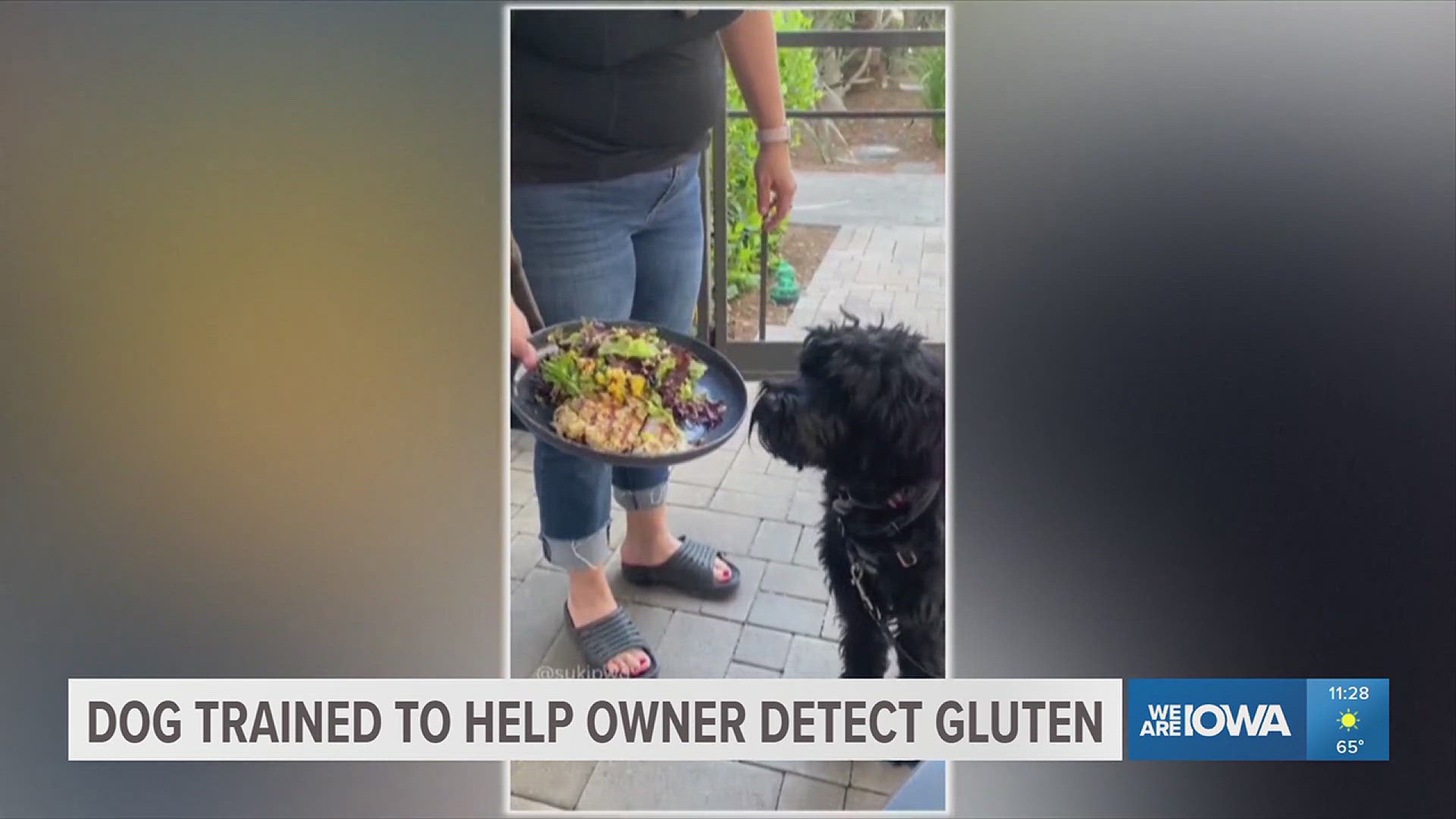 Dog helps keep owner safe by detecting gluten | weareiowa.com