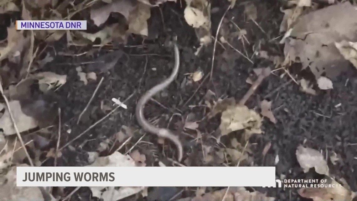 Jumping worms in Iowa: What are they? What do they look like ...