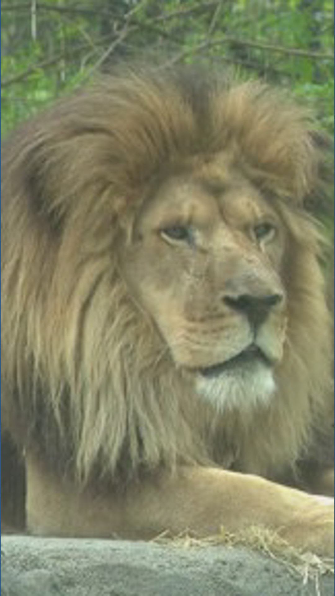 Blank Park Zoo celebrates 60 years | weareiowa.com
