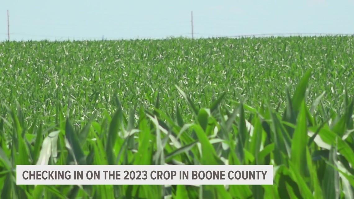 Iowa crop report: Rain forecast, drought conditions for corn ...