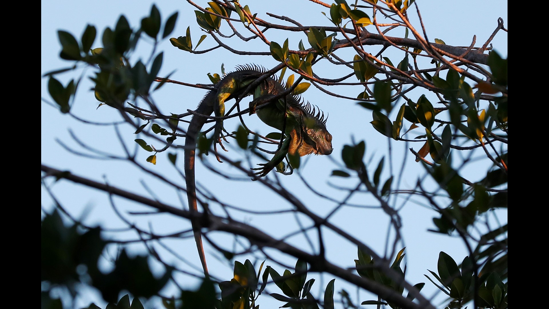 Falling iguana warning: These guys could fall from the trees in the ...