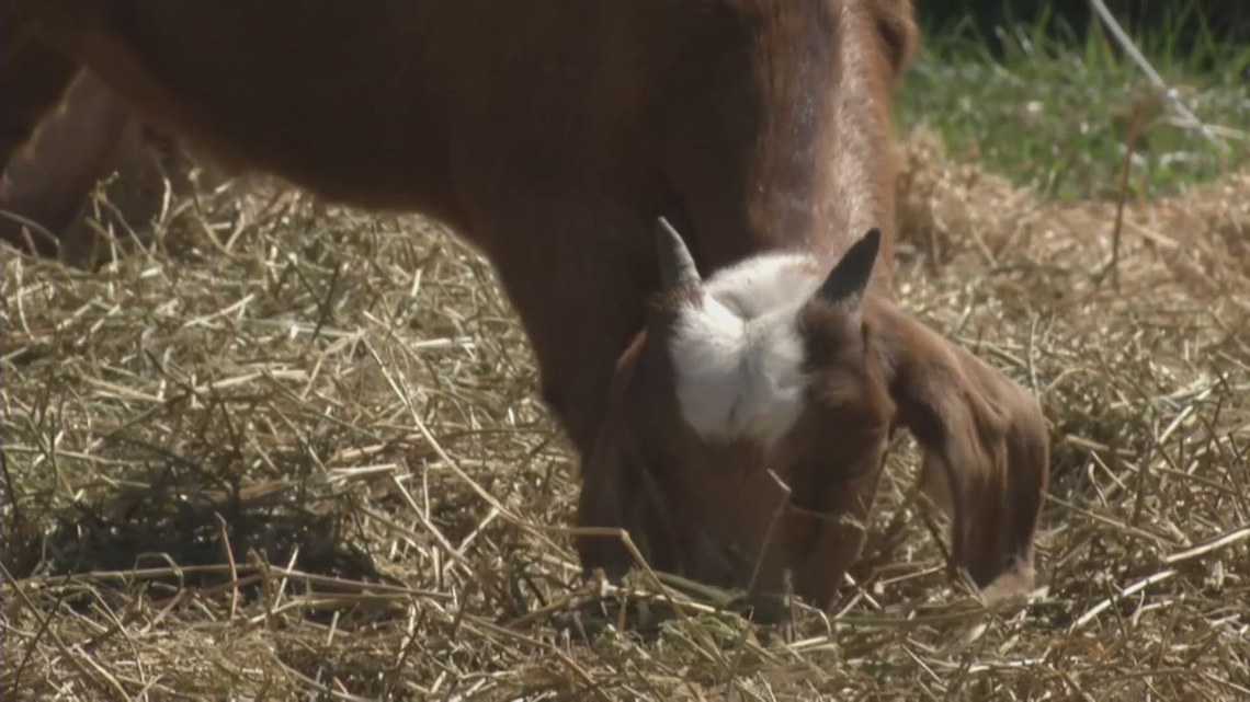 Iowa goats grazing to prevent wildfires | weareiowa.com