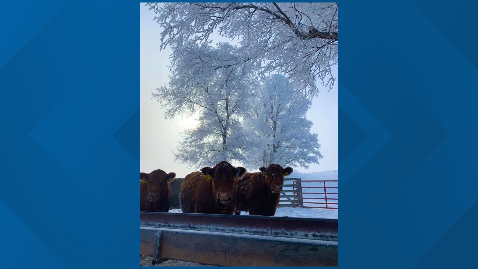 The difference between hoar frost and rime ice | weareiowa.com