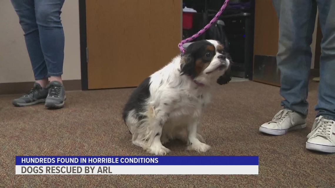 ARL, ASPCA rescue hundreds of dogs from Seymour breeder | weareiowa.com