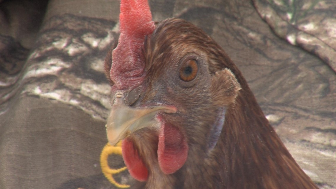 What are your city’s regulations on chickens, roosters? | weareiowa.com