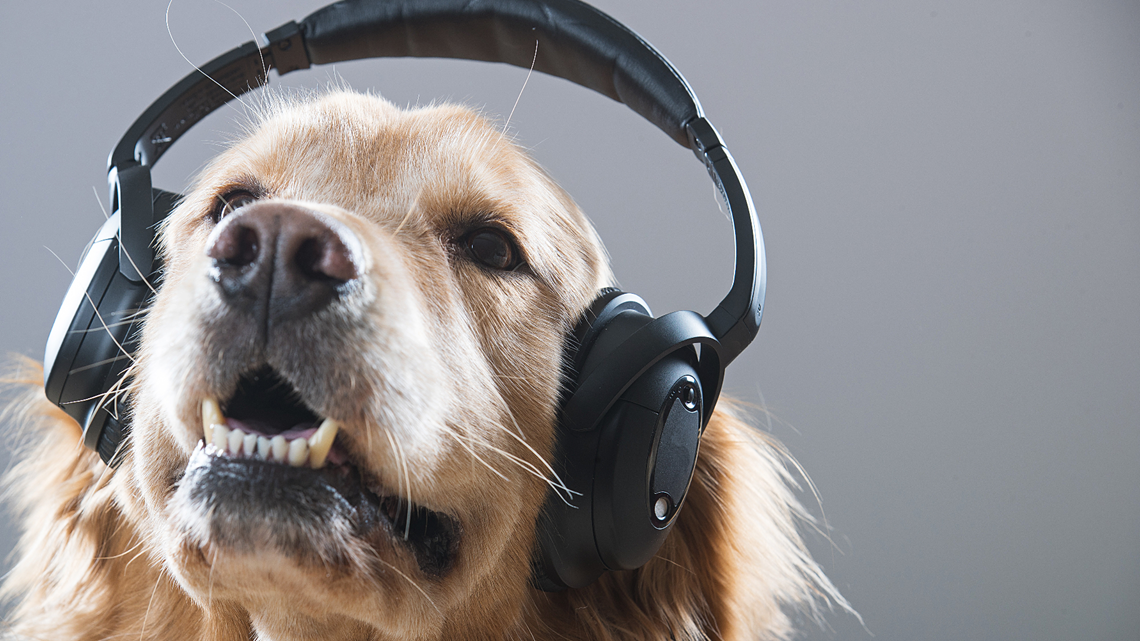 Yes, Spotify will create a personalized playlist for your pet ...