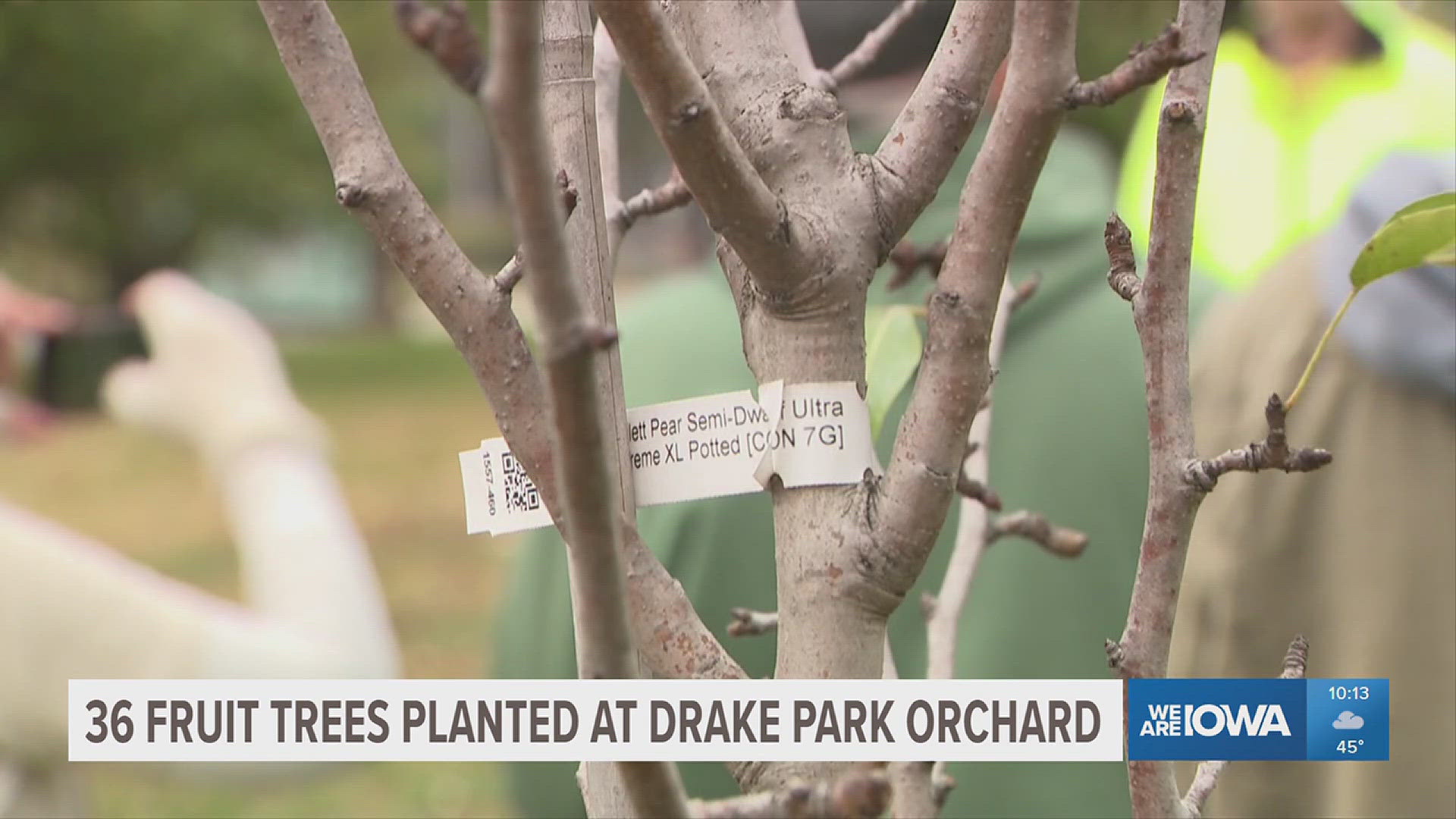 Volunteers plant 36 fruit trees at Drake Park Orchard | weareiowa.com
