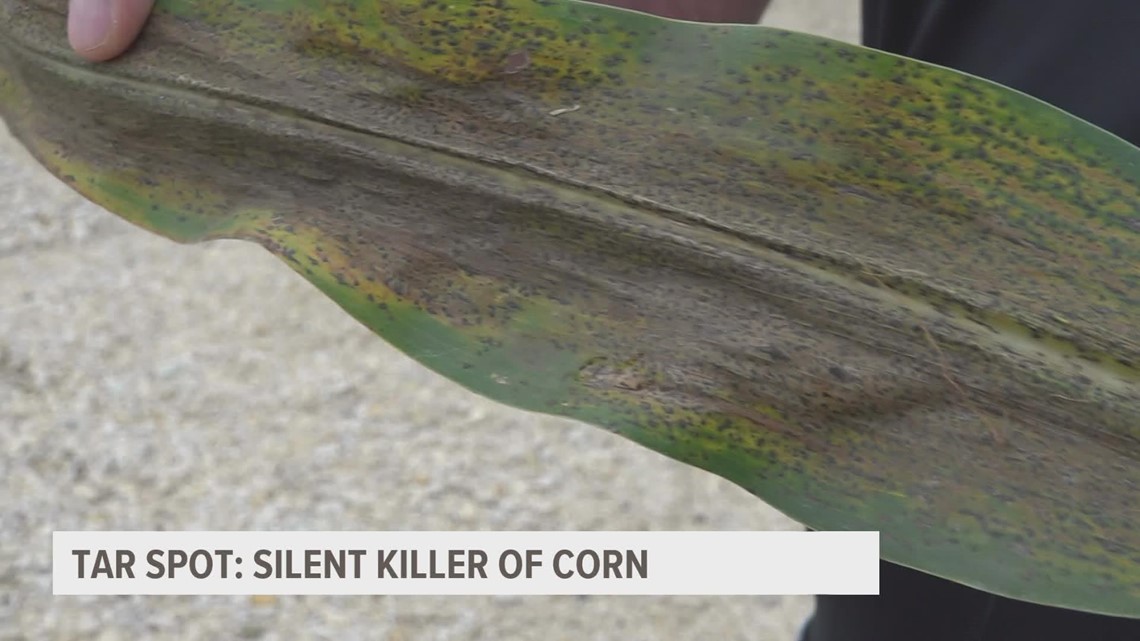 Iowa corn crops: Tar spots could impact yield | weareiowa.com