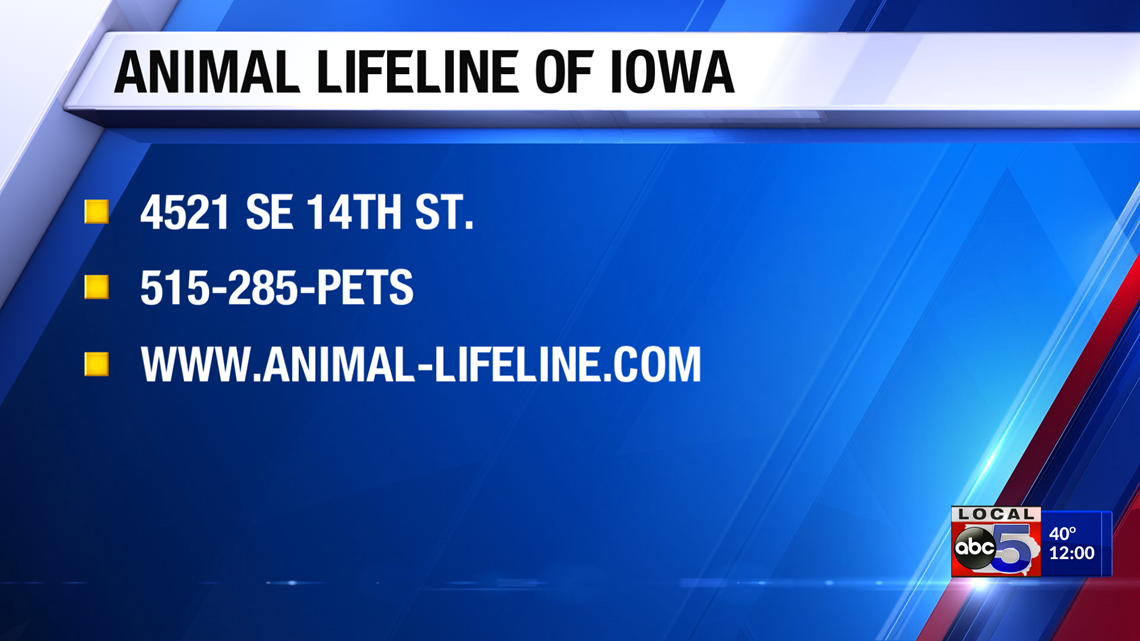 Adopt and volunteer with Animal Lifeline! | weareiowa.com