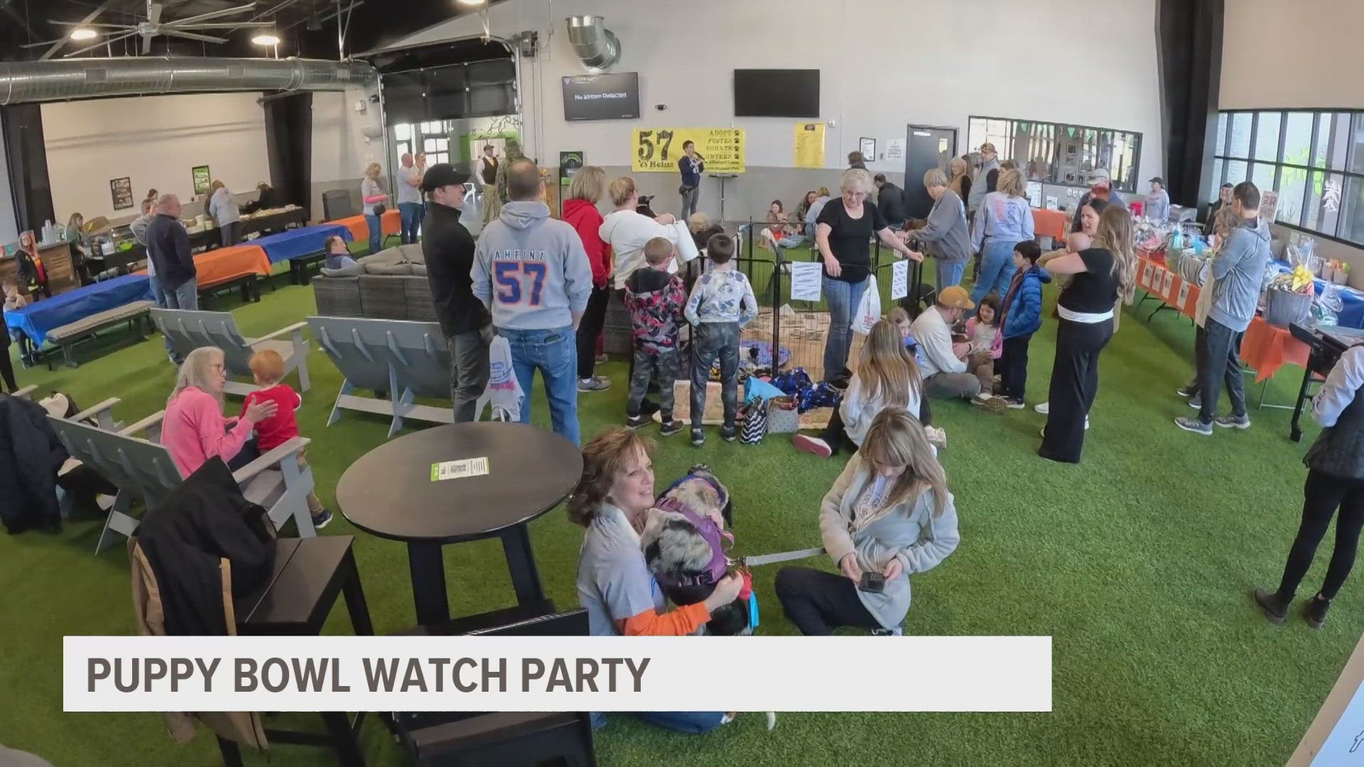 Paws & Pints hosts Puppy Bowl Watch Party | weareiowa.com
