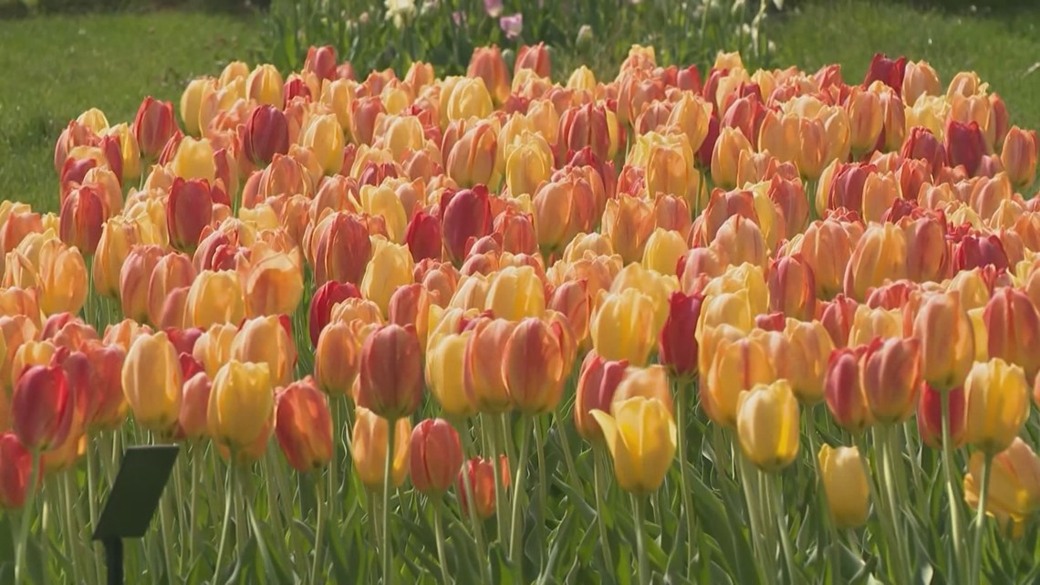 2022 Pella Tulip Time Festival: Dutch Letters, parade, schedule ...