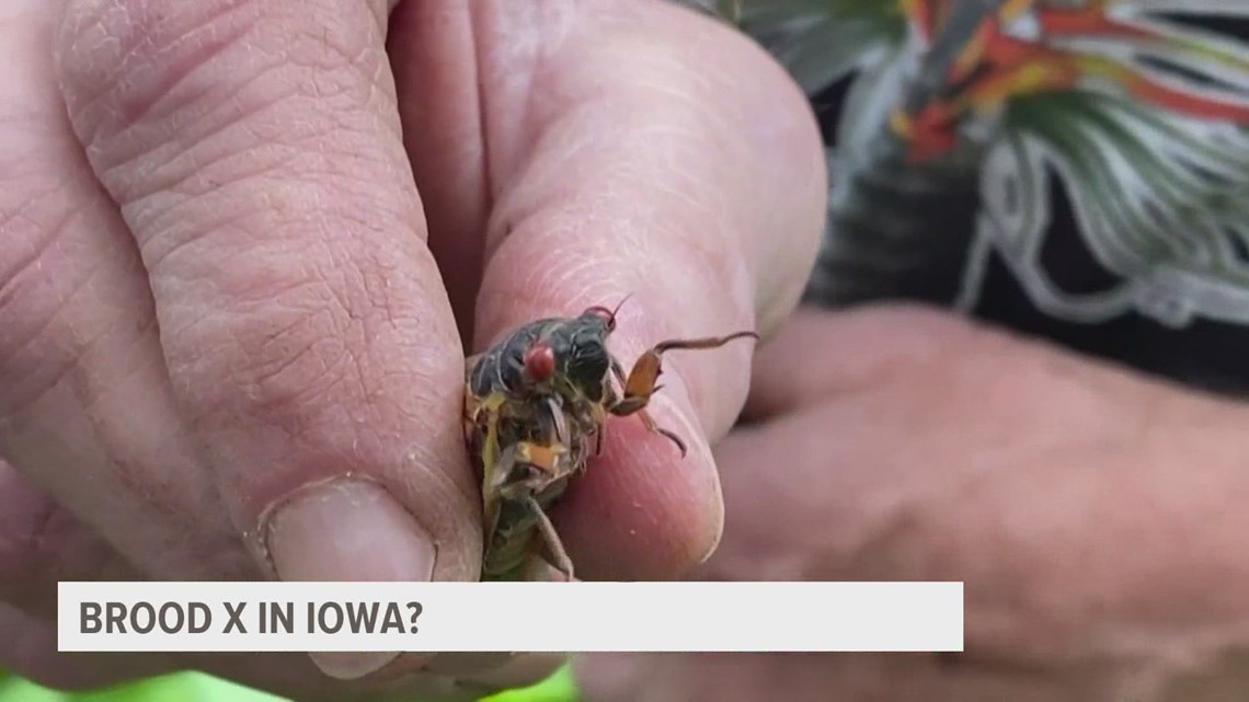 What's the buzz about cicadas in Iowa? | weareiowa.com