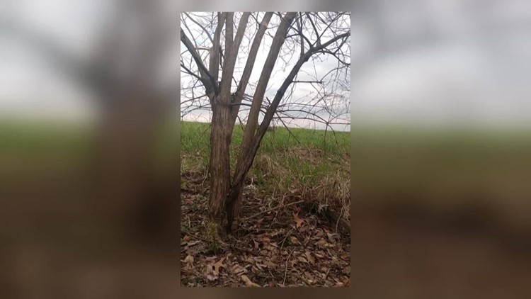CAUGHT ON CAMERA: Bobcat spotted by Iowa hunter | weareiowa.com