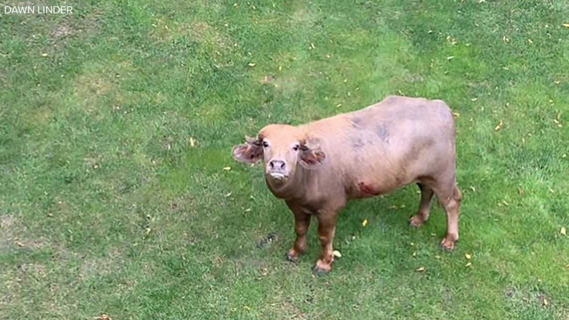 Central Iowa water buffalo Phill has died, Iowa Farm Sanctuary says ...