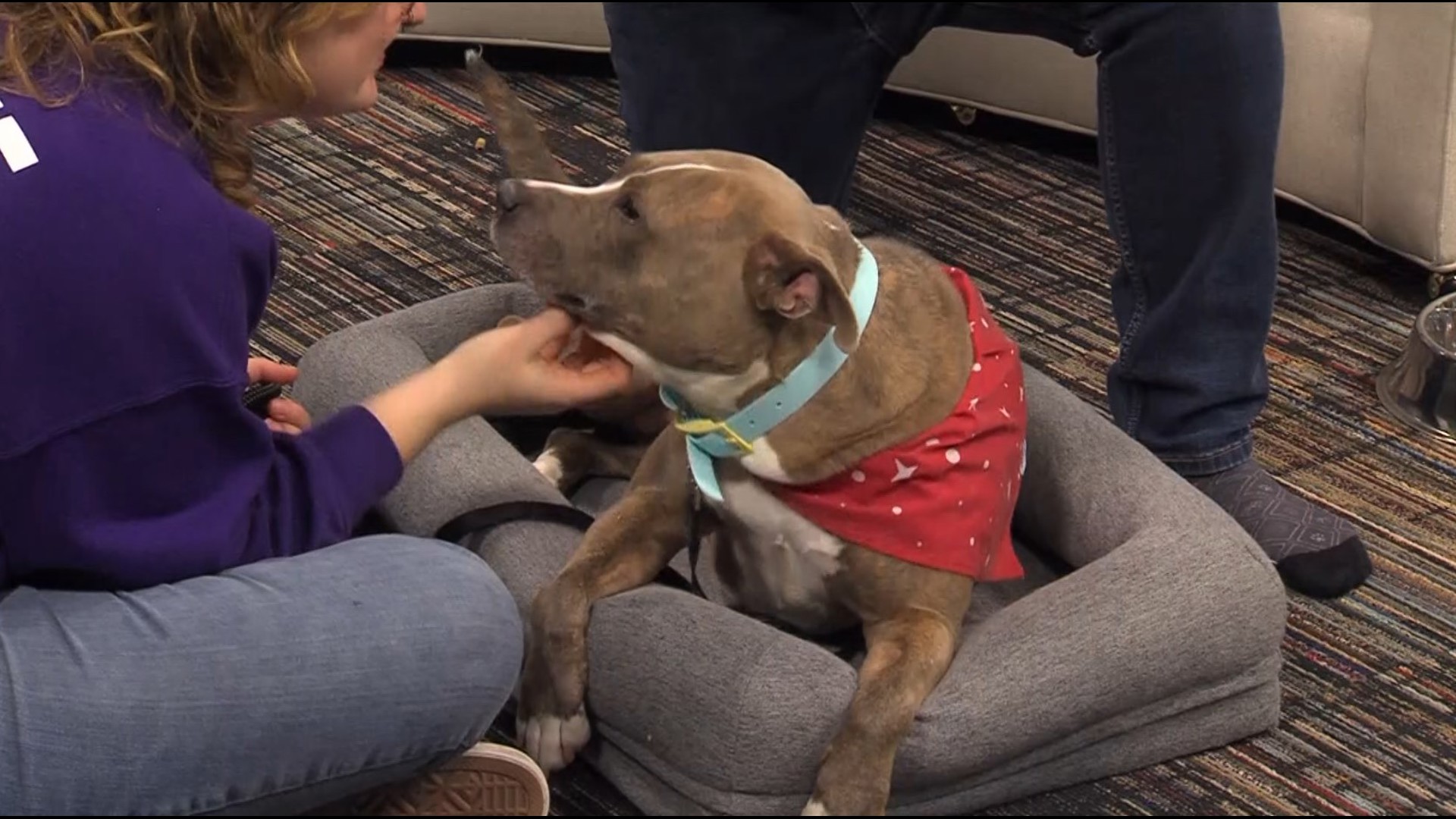 "If you like it, pay it!" Lovely Lila shows off the skills she's ...