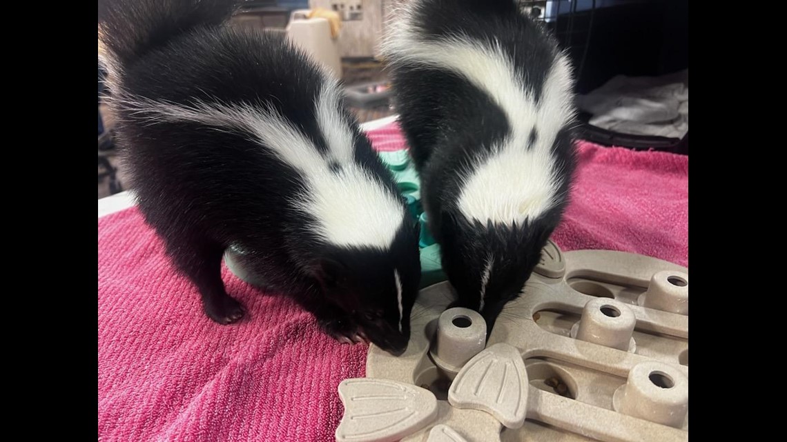 Iowa Live Stinks! Lou meets a pair of skunks from the Blank Park Zoo ...