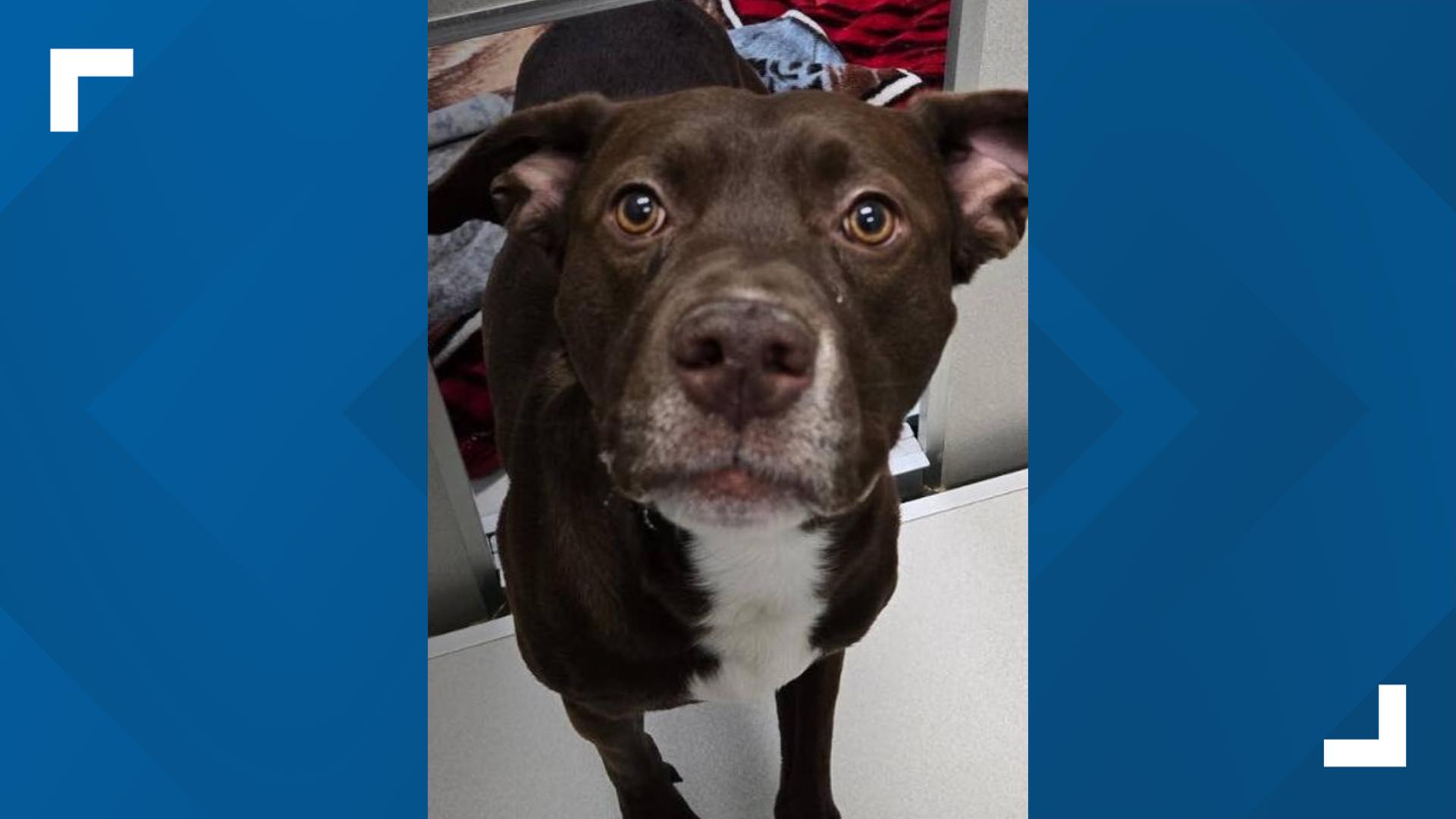 Man who stole dog from Des Moines ARL in custody, police say ...