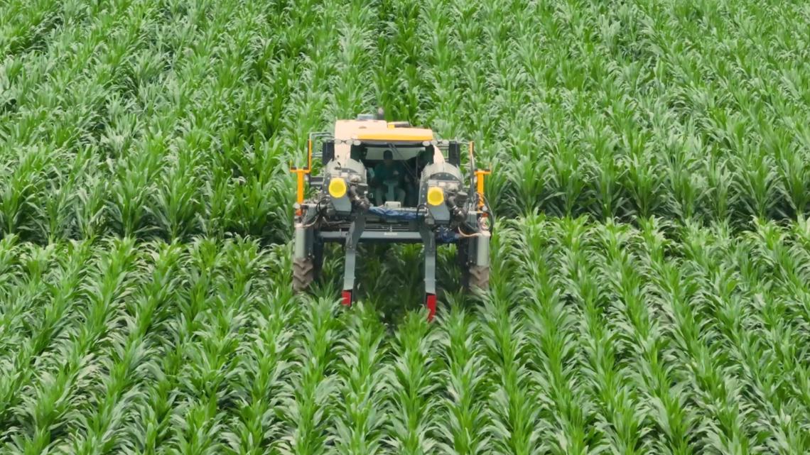 Corteva Agriscience researching 'reduced stature corn' | weareiowa.com
