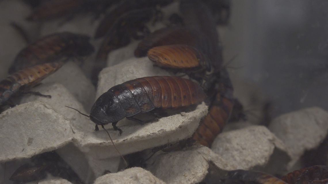 Iowa State University shuts down Insect Zoo amid budget issues ...