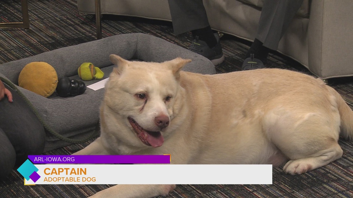 "He's just a little angel!" Captain the chow chow is available for ...