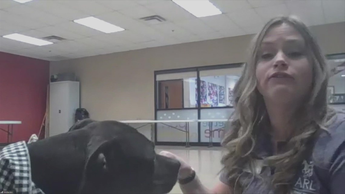 Rio is ready for adoption! | weareiowa.com