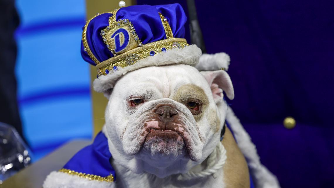 Johnston rescue dog wins 2023 Drake Beautiful Bulldog Contest ...