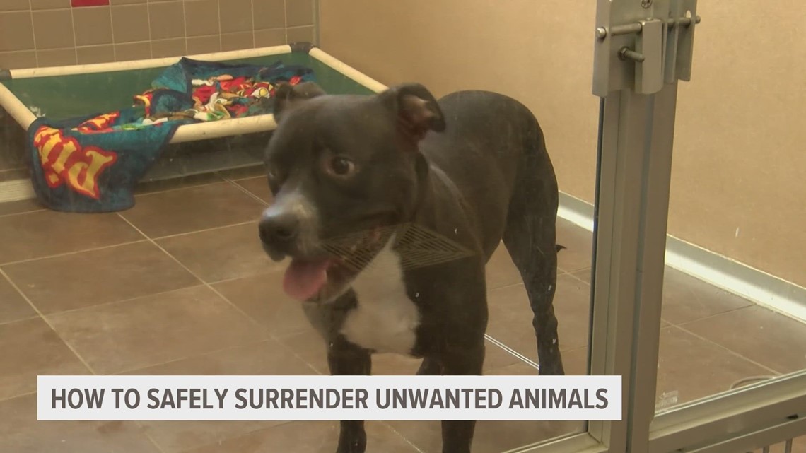 ARL of Iowa shares how to safely surrender unwanted animals | weareiowa.com