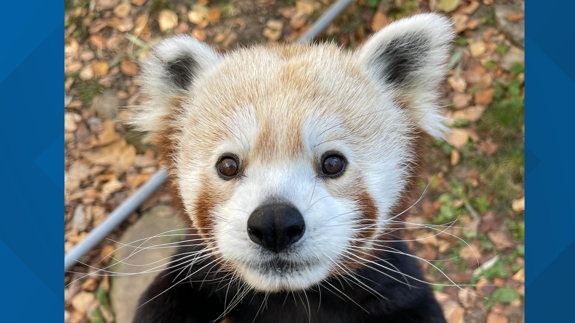 Razz, beloved red panda at Blank Park Zoo, dies | weareiowa.com