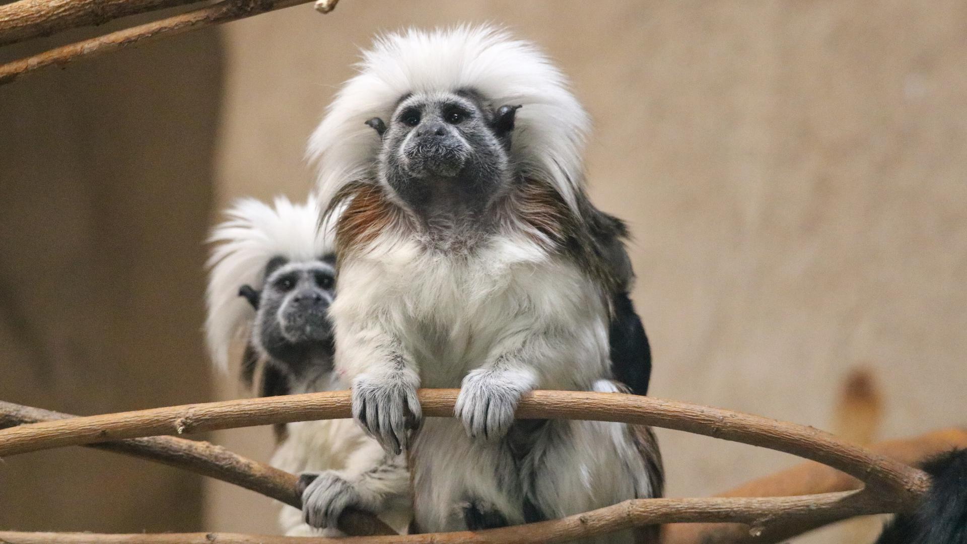 Kida the cotton-top tamarin at Blank Park Zoo is expecting twins a ...