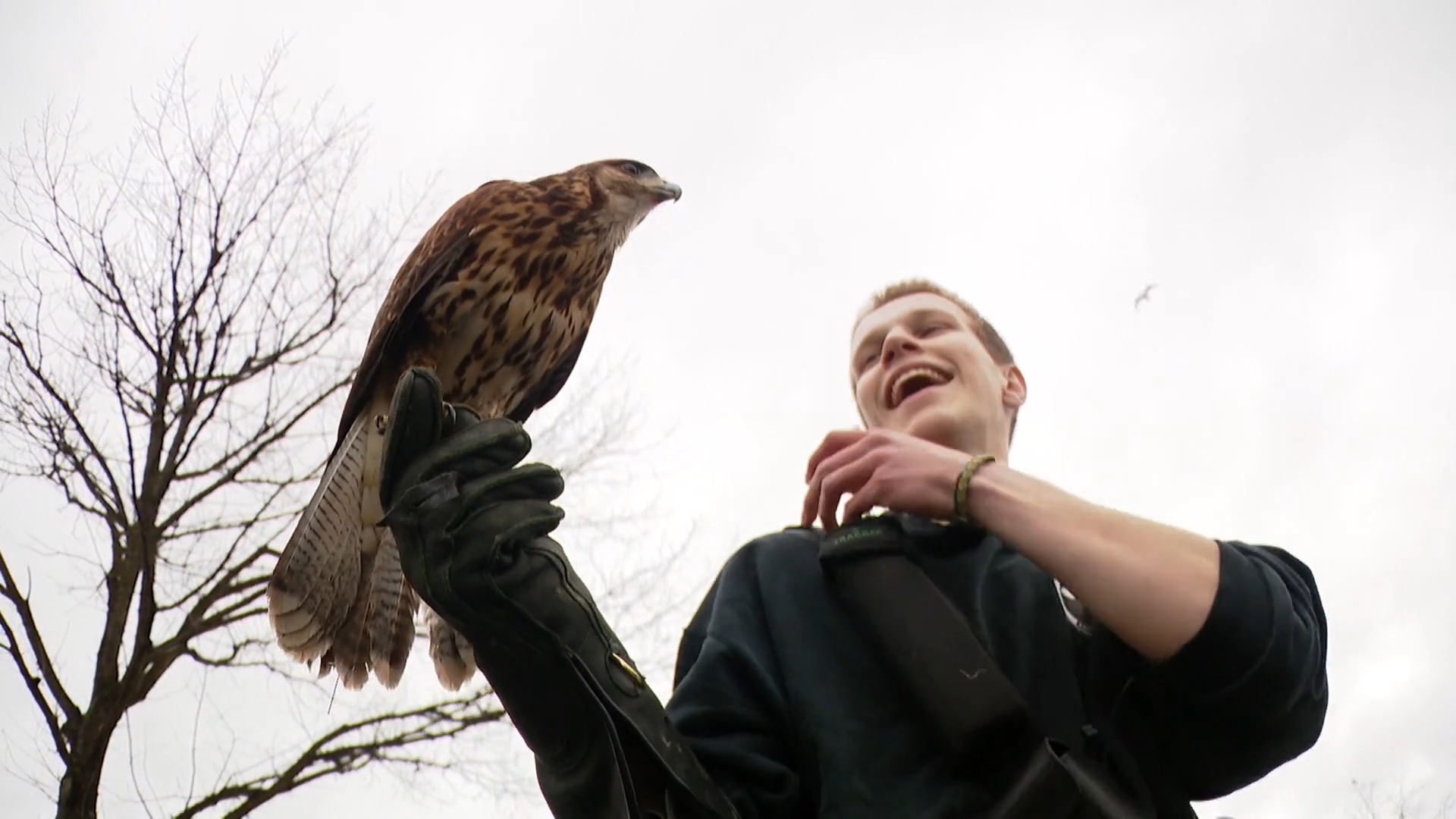 Hawk in Washington is now on 'seagull patrol' | weareiowa.com