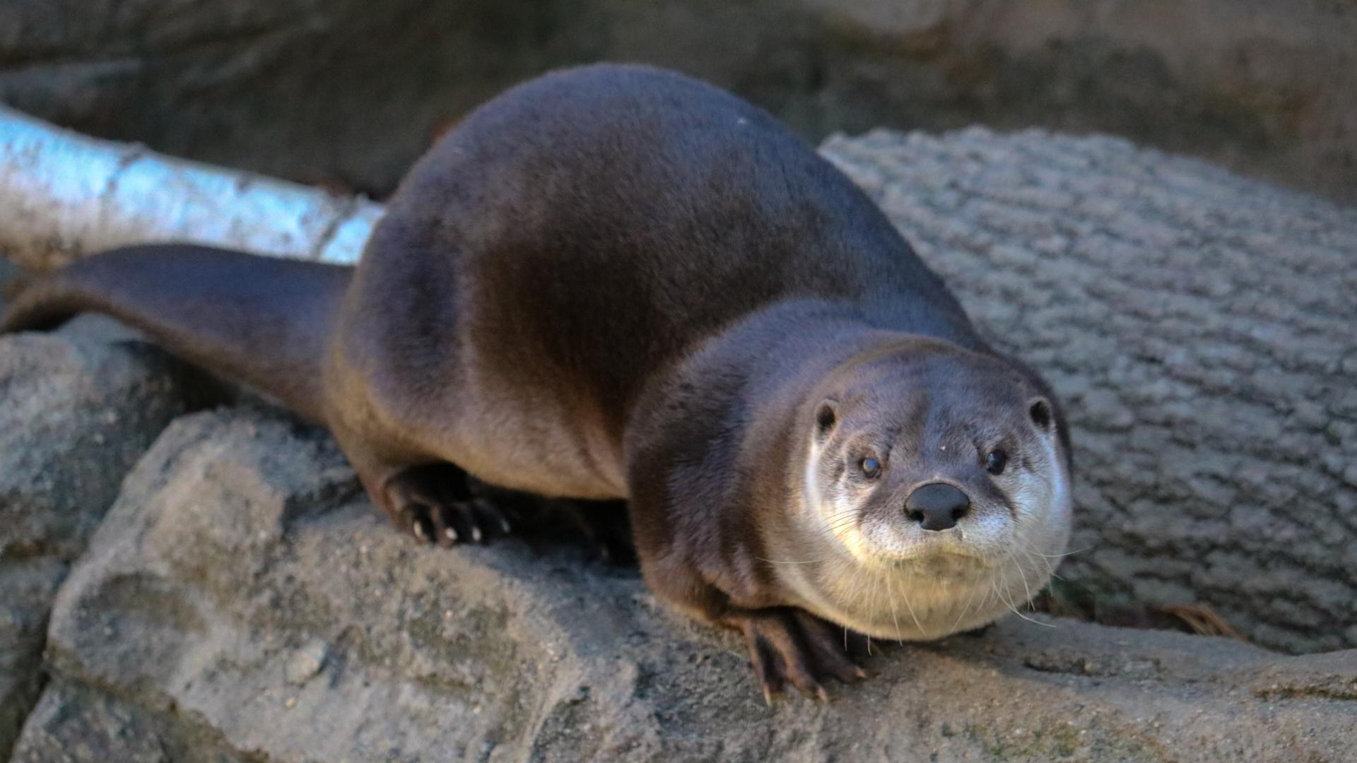 Blank Park Zoo: 'Sassy' the river otter has died | weareiowa.com