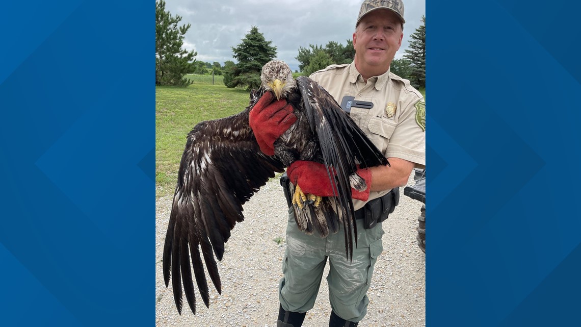 Iowa DNR conservation officer helps injured bald eagle | weareiowa.com