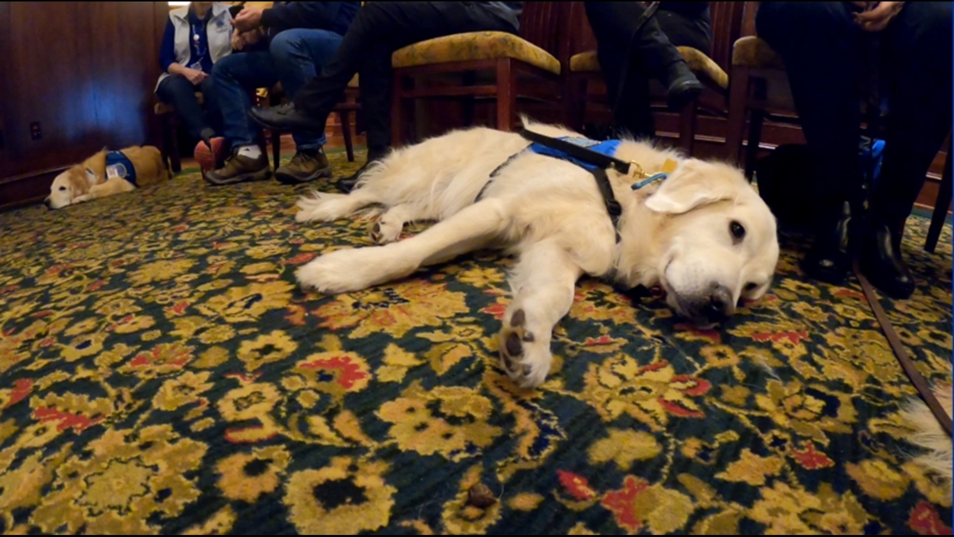 K-9 Comfort Dogs visit Perry, Iowa in school shooting aftermath ...