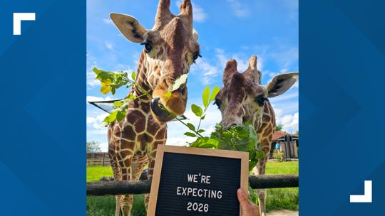 'We're expecting' | 2 Blank Park Zoo giraffes are pregnant | weareiowa.com