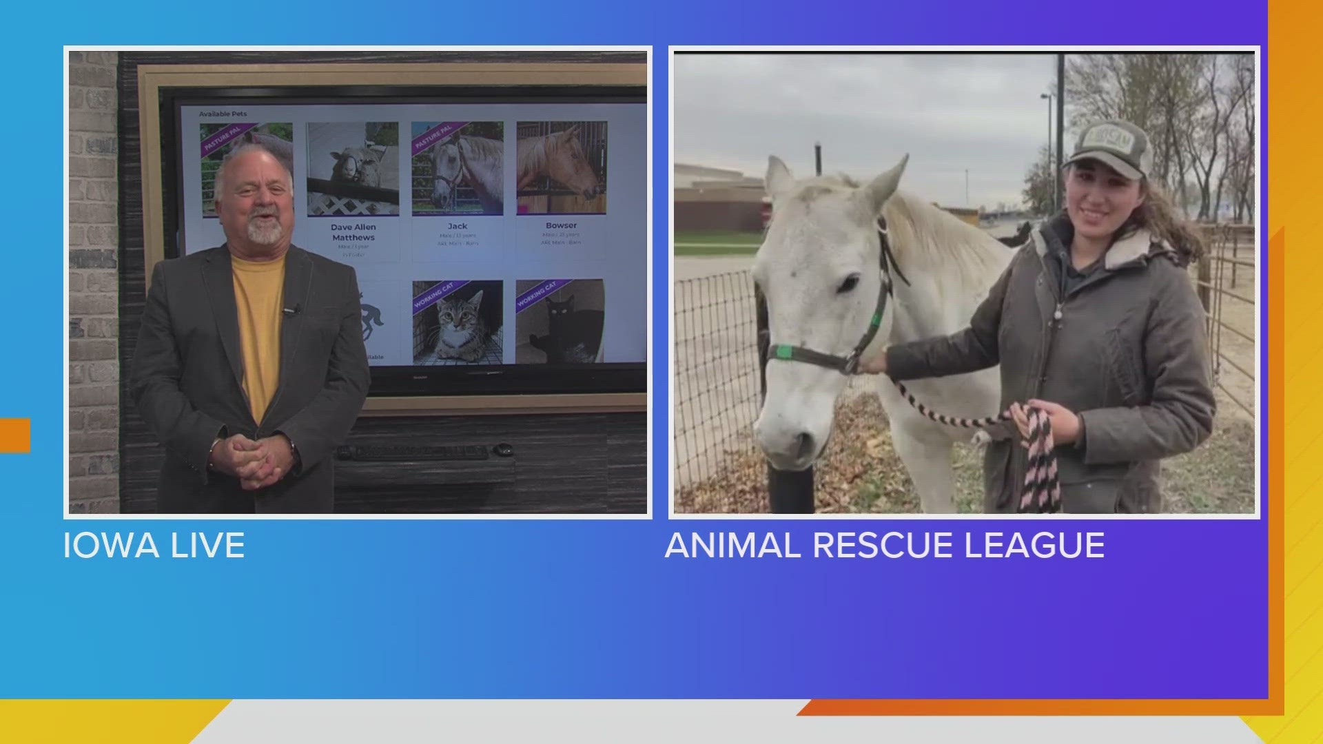 Proving the neigh-sayers wrong! Jack the horse is ready for adoption ...