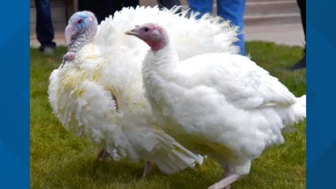 Iowa Gov. Reynolds pardons turkeys Freedom and Flourish | wqad.com