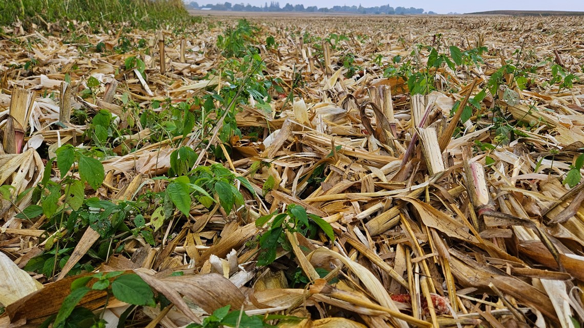 Asian copperleaf discovery a cause for concern in Iowa | weareiowa.com