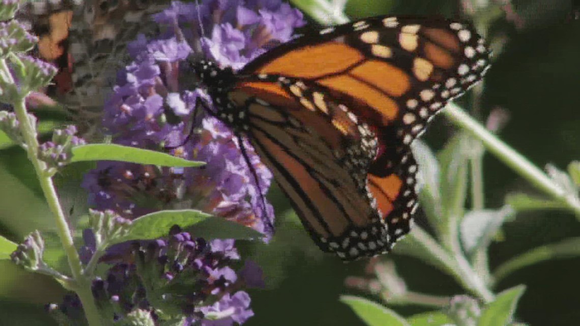 Monarch Day is SUNDAY at Blank Park Zoo | Sponsored Content | weareiowa.com