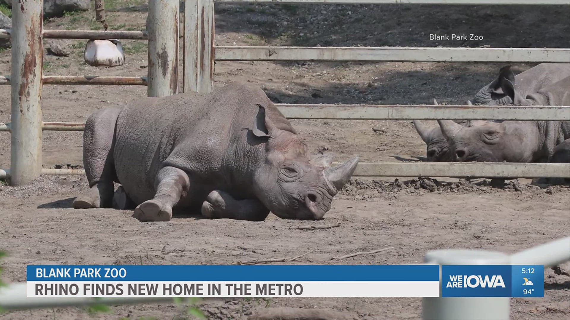 Rare eastern black rhino arrives at Des Moines' Blank Park Zoo ...