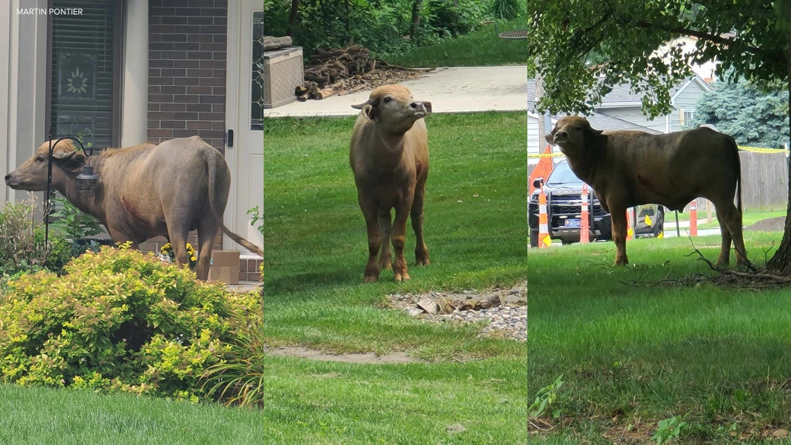 Water buffalo spotted in Pleasant Hill, Iowa: Is it dangerous ...