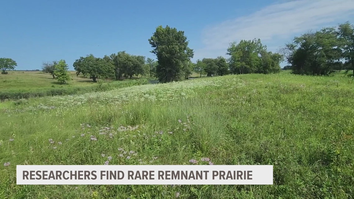Researchers discover rare remnant prairie in north Ames | weareiowa.com