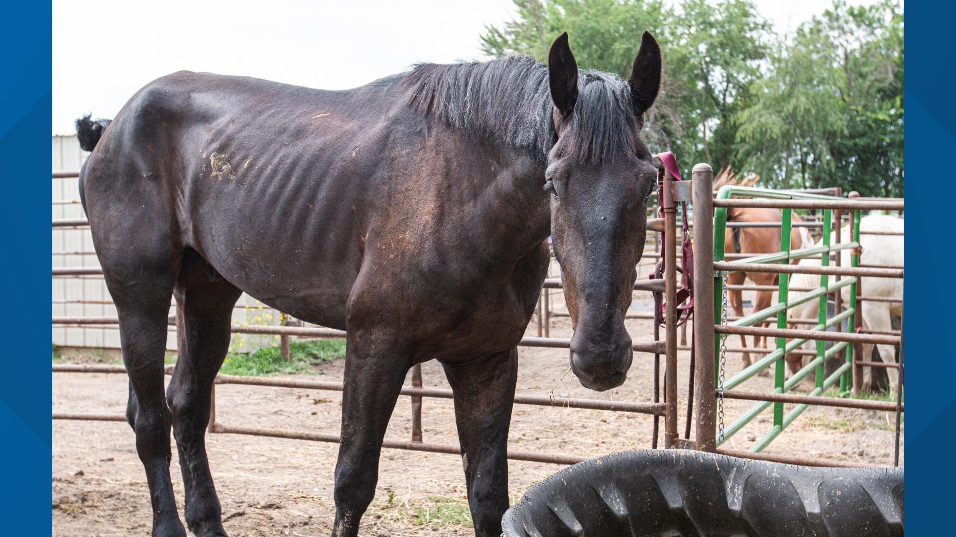 ARL of Iowa rescues severely malnourished horse from owner | wqad.com