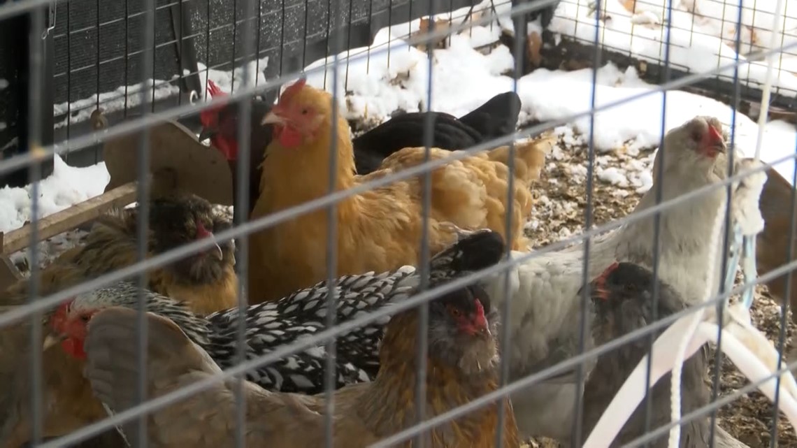 Ogden, Iowa: Residents upset over backyard poultry regulations ...