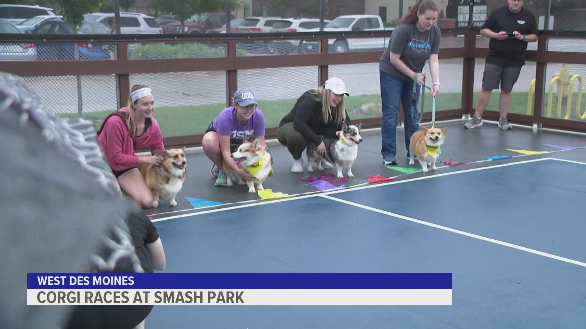 Corgis take to the track for UltiMUTT Happy Hour race | weareiowa.com