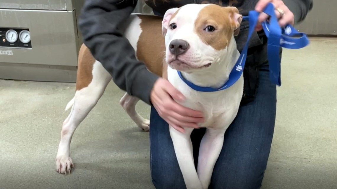 ARL: Dog left behind, tied up at Des Moines airport by owner ...