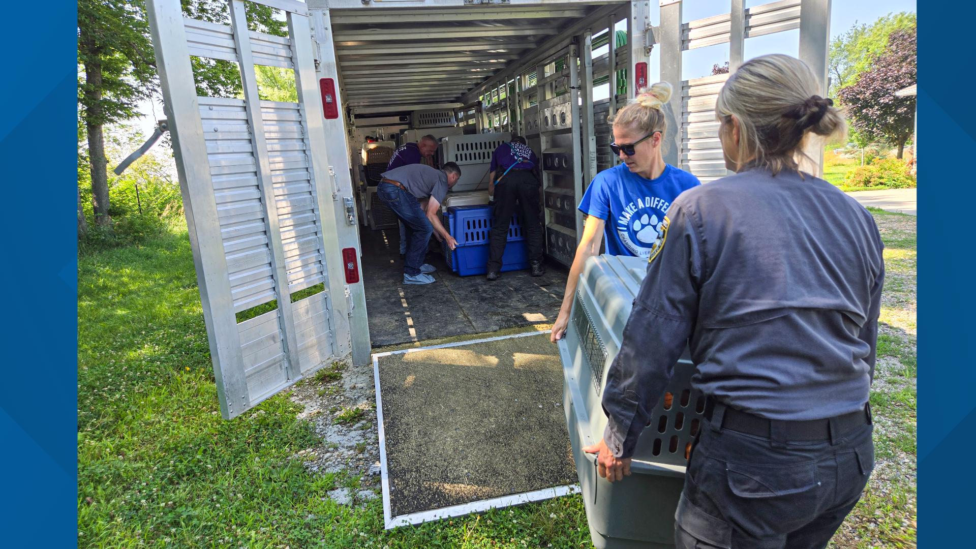 Animal Rescue League of Iowa recovers dogs from puppy mill | weareiowa.com