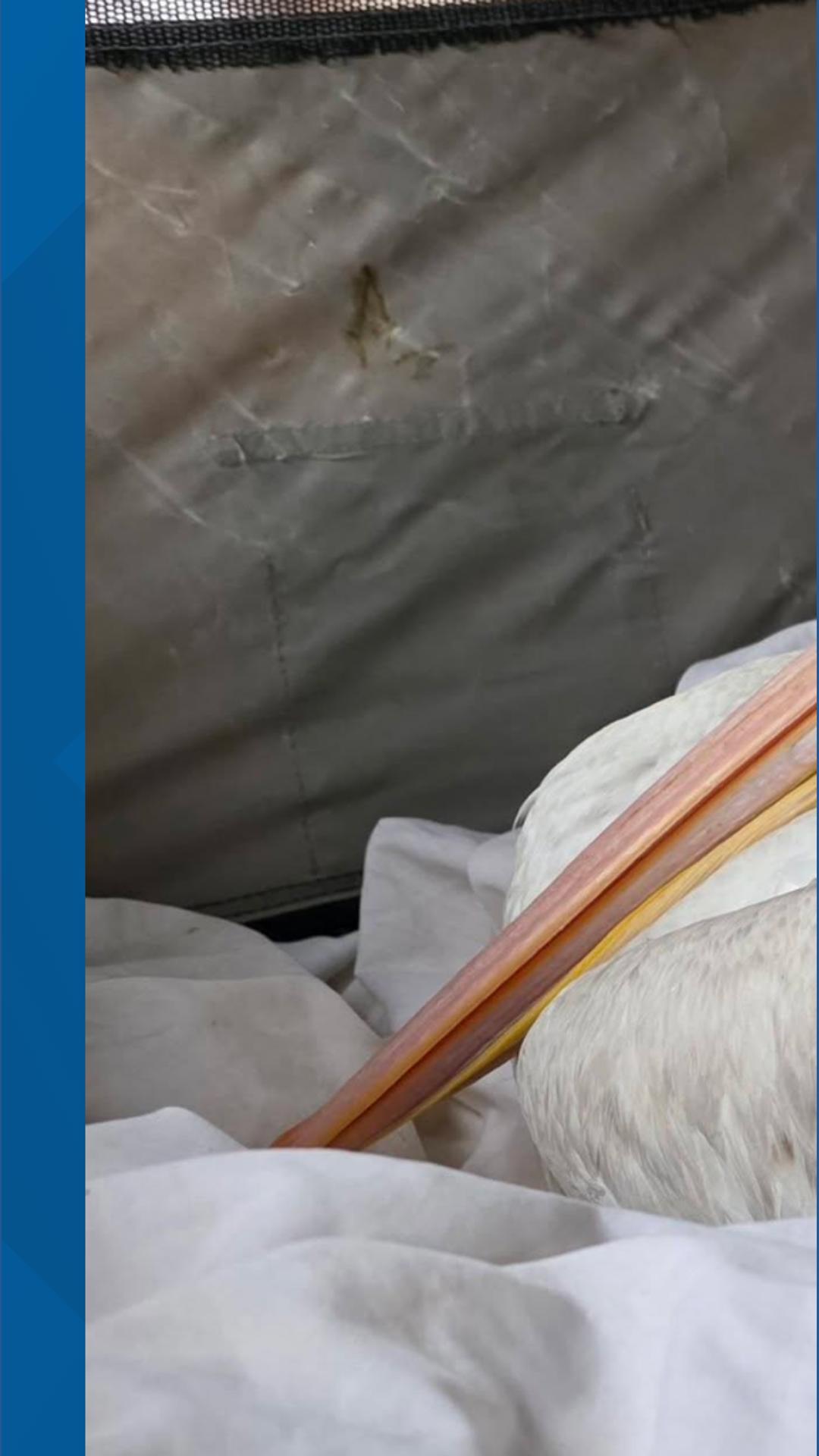 Injured pelican rescued from the cold by Iowa Bird Rehabilitation ...