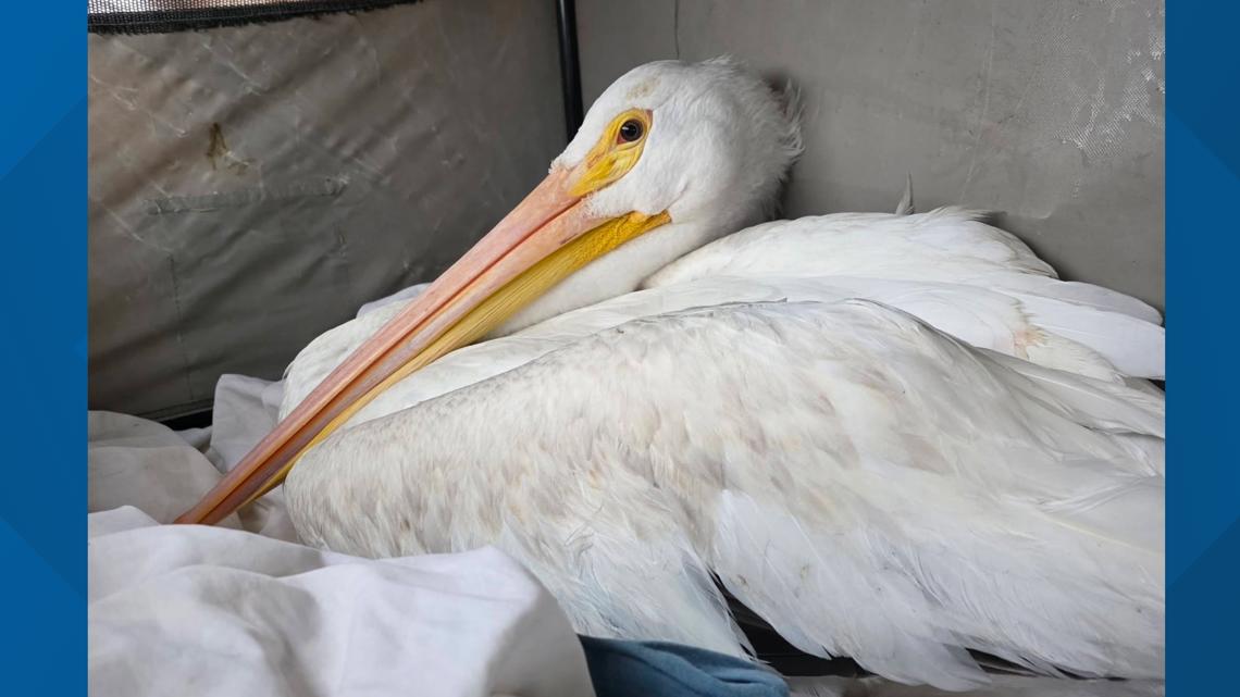 Injured pelican rescued from the cold by Iowa Bird Rehabilitation ...