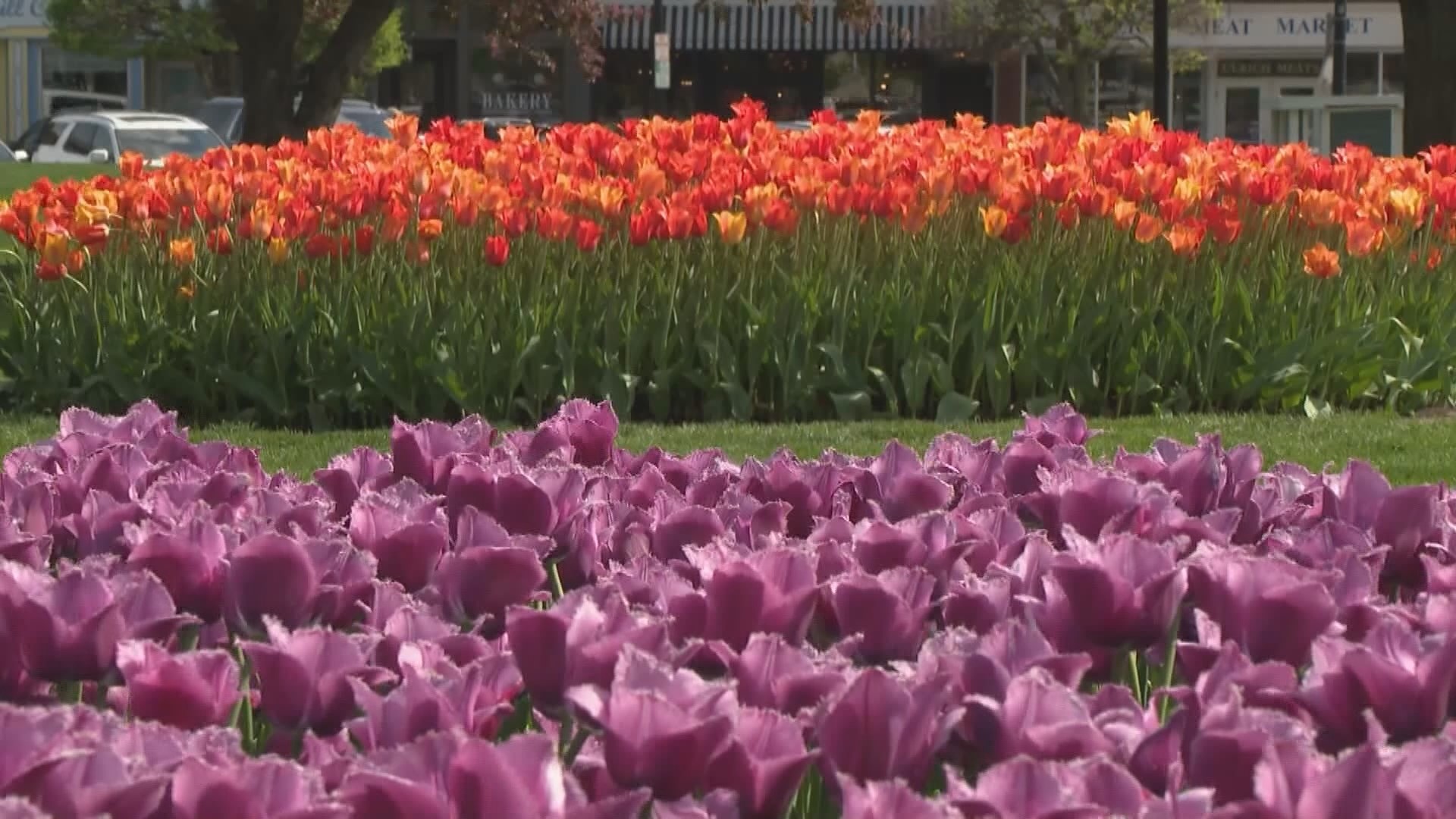 2022 Pella Tulip Time | weareiowa.com