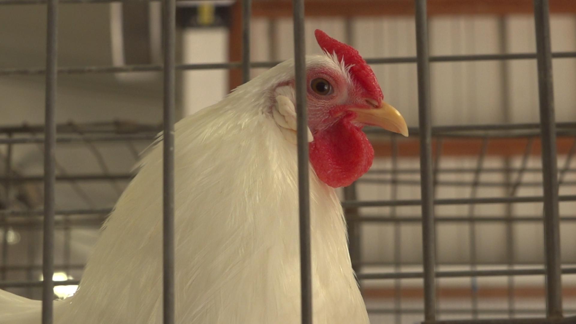 Bird flu case identified in backyard flock in Dallas County | weareiowa.com